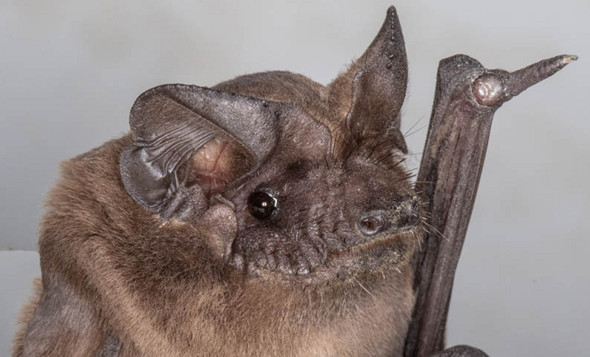 That Time the U.S. Military Almost Used Bats to Firebomb Japan During ...