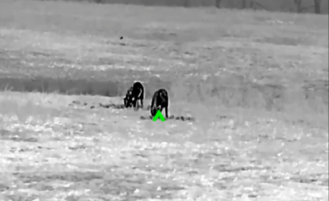 REVIEW: Sightmark’s Wraith Mini 2-16x35 Thermal Riflescope - Small Arms ...