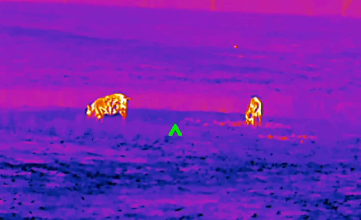 REVIEW: Sightmark’s Wraith Mini 2-16x35 Thermal Riflescope - Small Arms ...