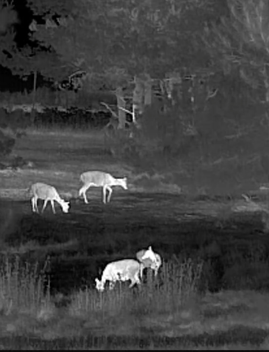 REVIEW: Sightmark’s Wraith Mini 2-16x35 Thermal Riflescope - Small Arms ...